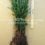 Colorado Blue Spruce Seedlings - Evergreen Trees For Sale