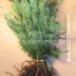 Douglas Fir Transplants - Evergreen Trees For Sale