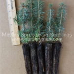 Meyer Spruce Plug Seedlings - Evergreen Trees For Sale