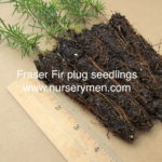 Fraser Fir Plug Seedlings - Evergreen Trees For Sale