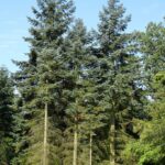 Noble Fir plug seedlings - Evergreen Trees For Sale