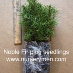 Noble Fir plug seedlings - Evergreen Trees For Sale