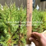 Eastern Red Cedar Plug Seedlings - Evergreen Trees For Sale