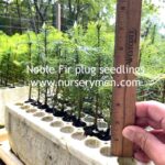 Noble Fir plug seedlings - Evergreen Trees For Sale